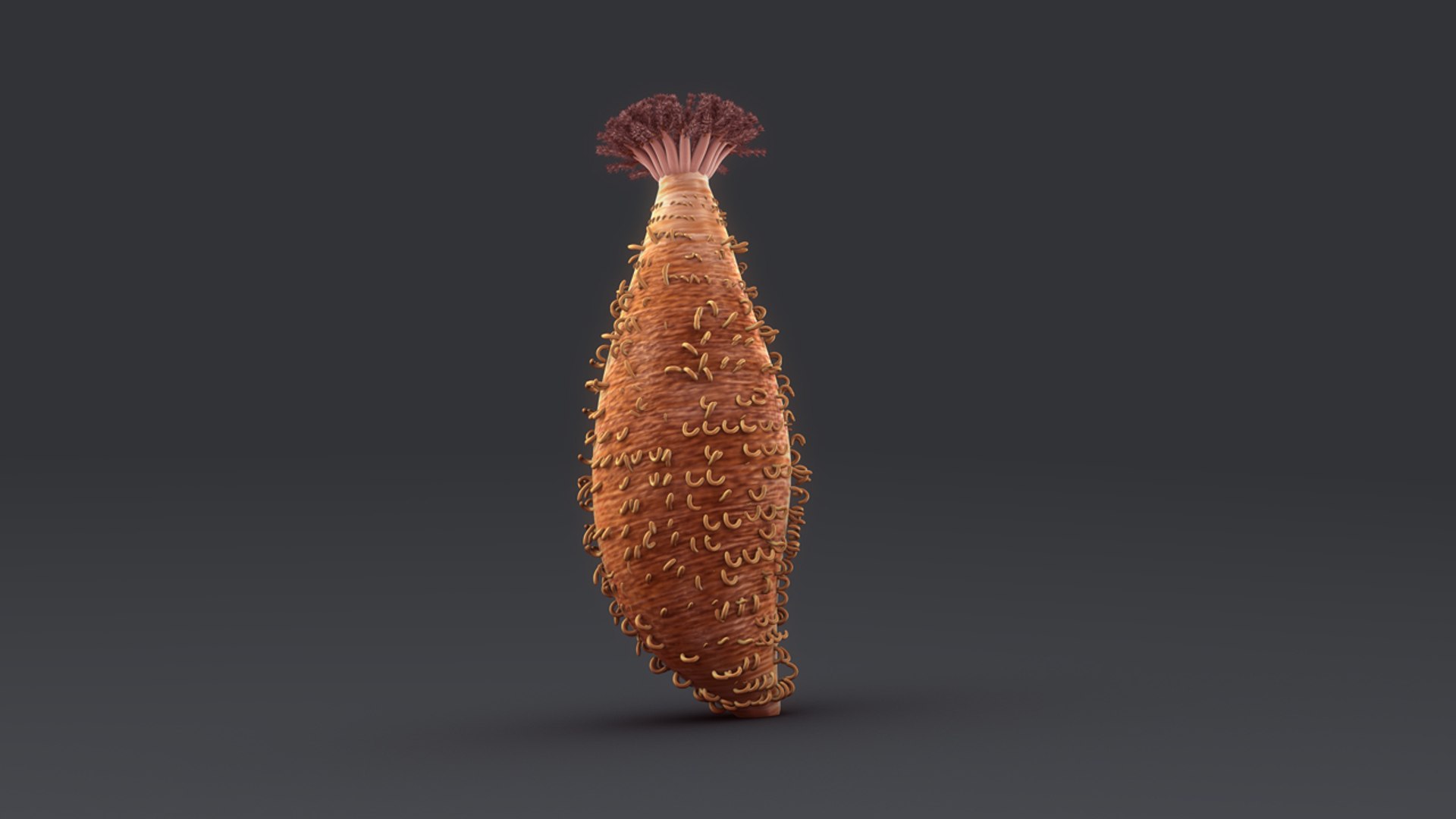 3d Semele Thyone Model