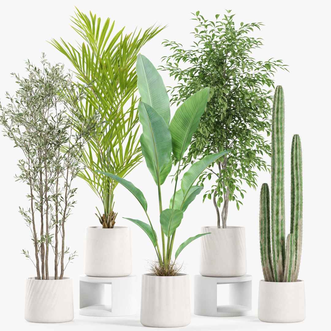 Plants Collection 952 Model - TurboSquid 2101373