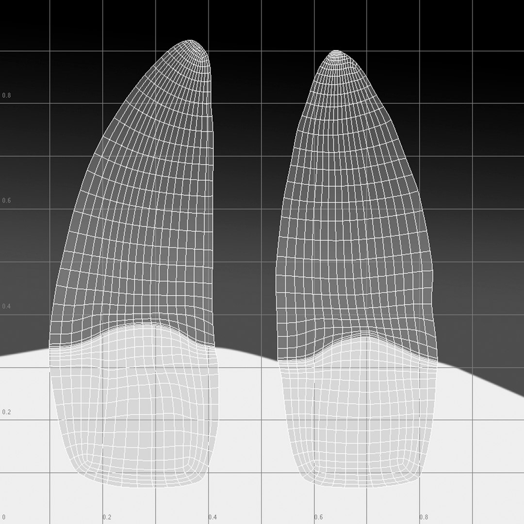 3d Model Incisor Central Tooth