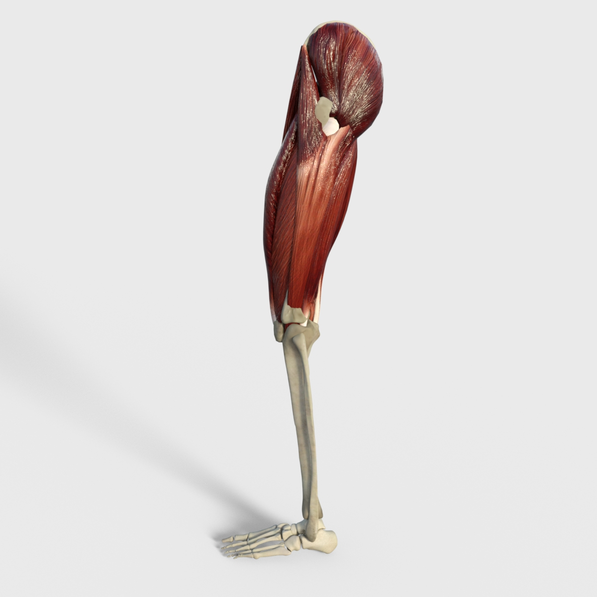 3D anatomy human muscles thigh - TurboSquid 1521197