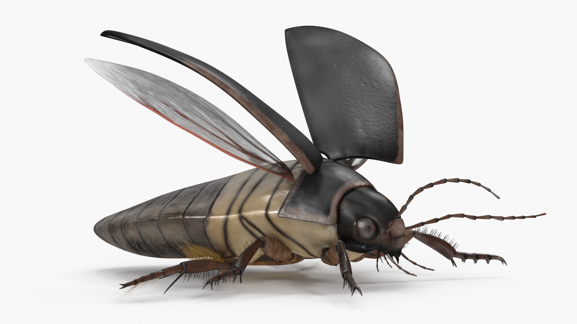 3D Model Screech Beetle Black Rigged For Maya - TurboSquid 2316322