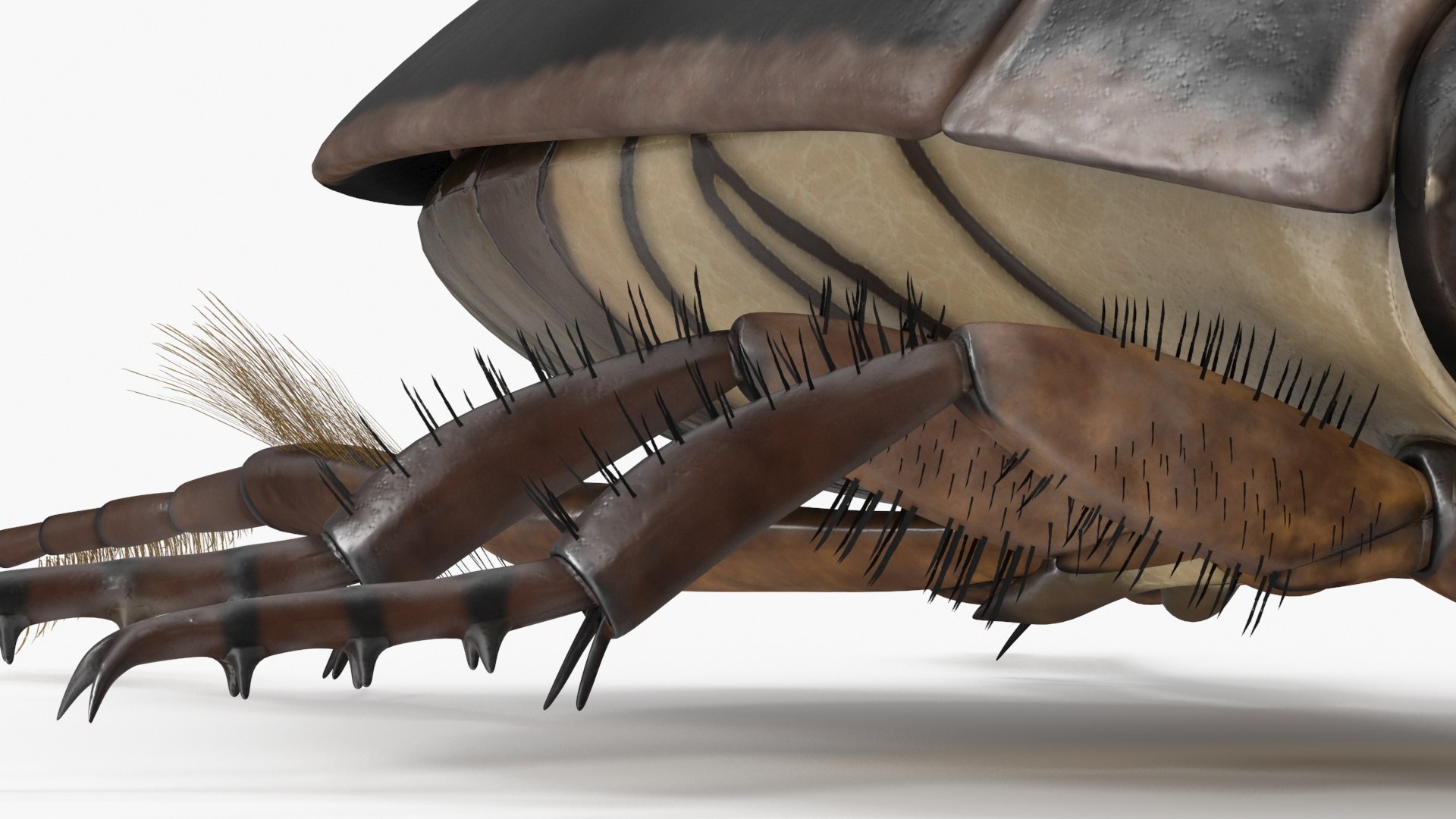 3D Model Screech Beetle Black Rigged For Maya - TurboSquid 2316322