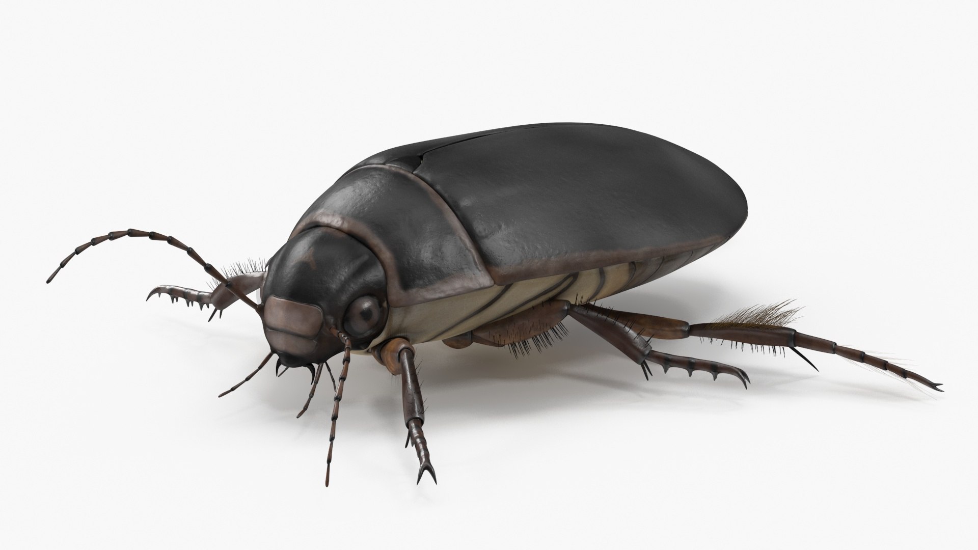 3D Model Screech Beetle Black Rigged For Maya - TurboSquid 2316322