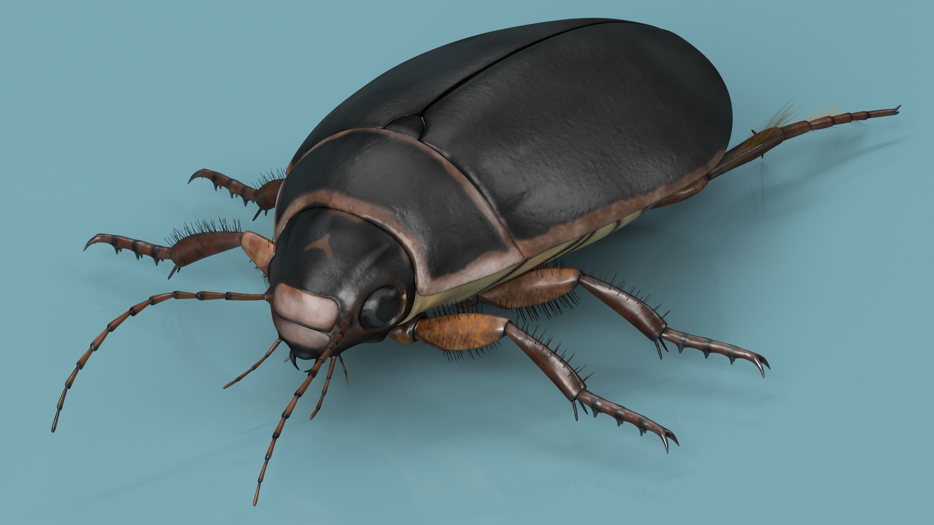 3D Model Screech Beetle Black Rigged For Maya - TurboSquid 2316322