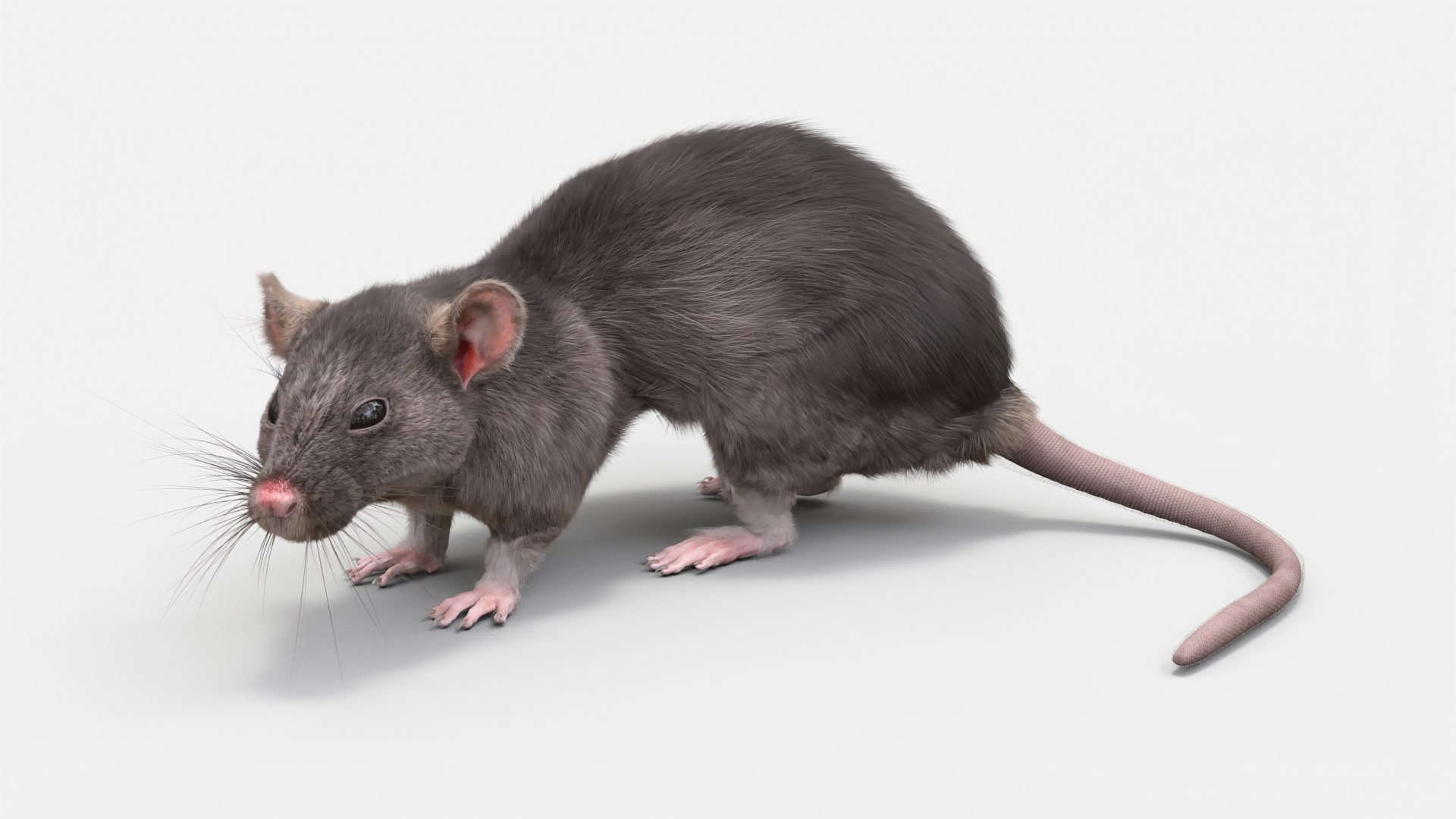 3D Model Long Tailed Rat With Fur - TurboSquid 2262286