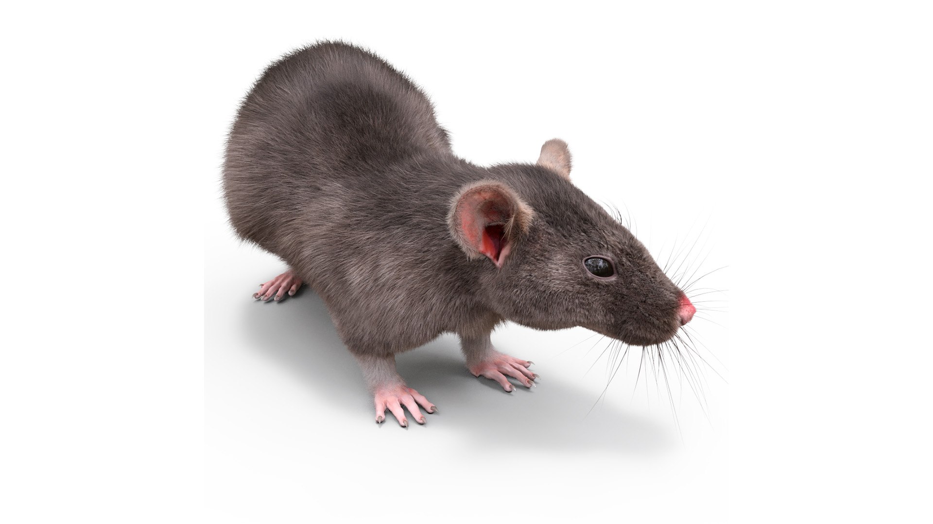 3D Model Long Tailed Rat With Fur - TurboSquid 2262286