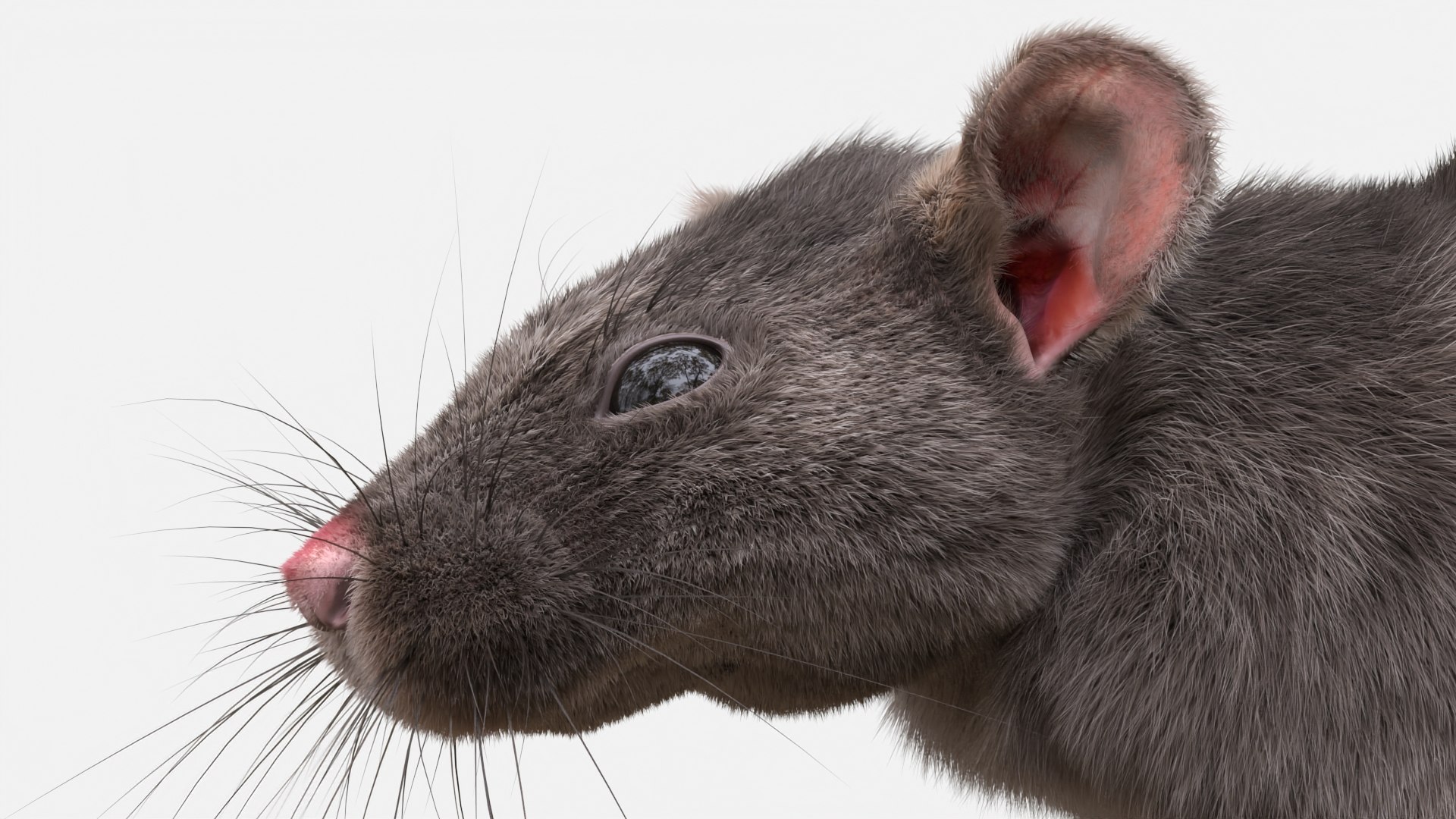 3D Model Long Tailed Rat With Fur - TurboSquid 2262286