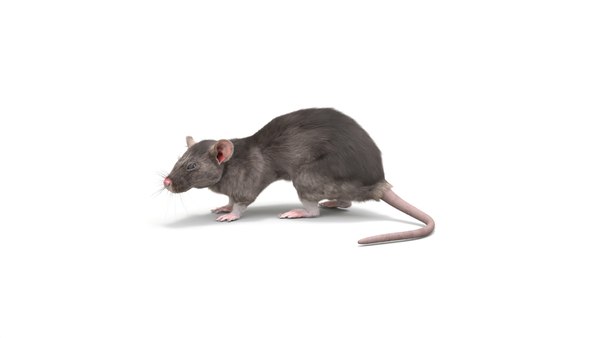modelo 3d Rata de cola larga con pelaje - TurboSquid 2262286