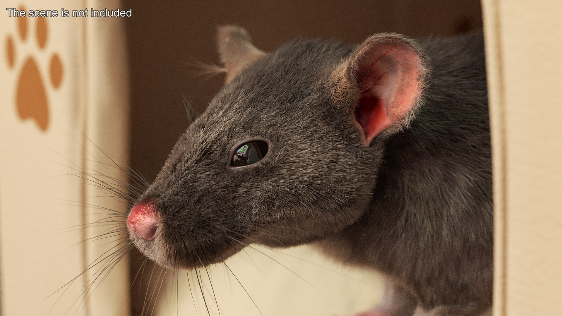 3D Model Long Tailed Rat With Fur - TurboSquid 2262286