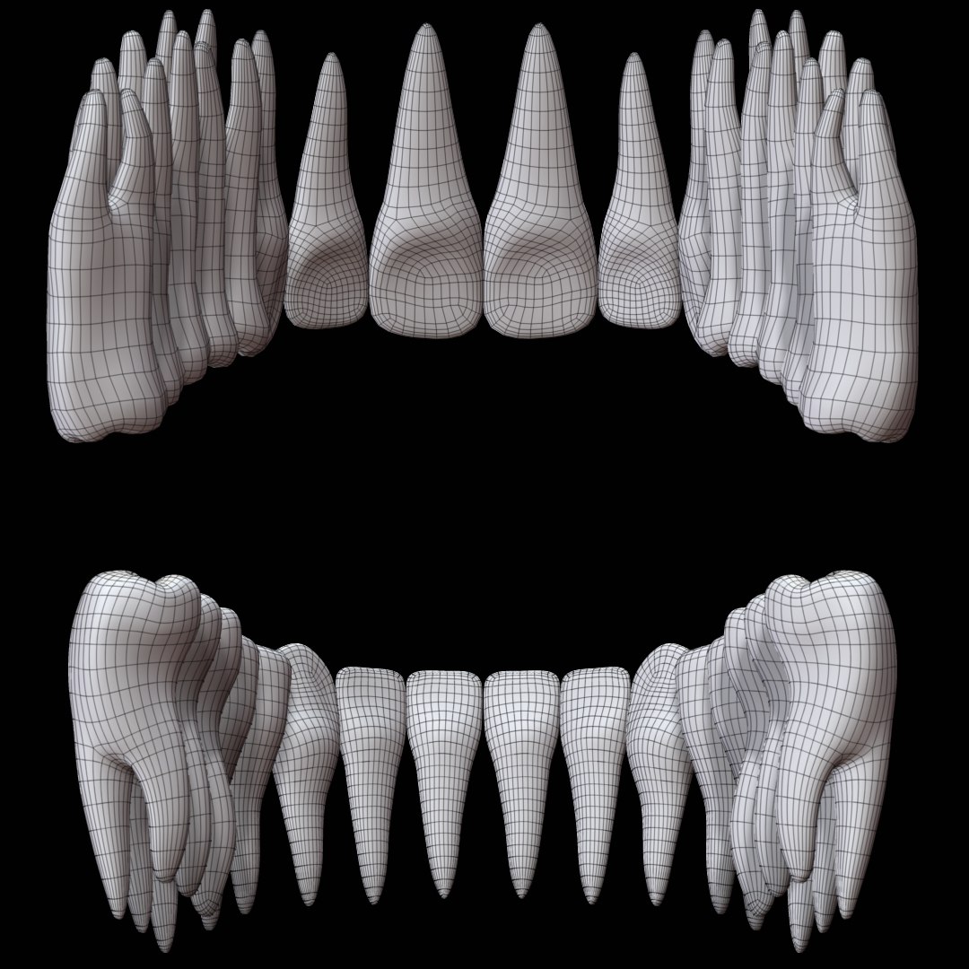 Teeth 3d Model