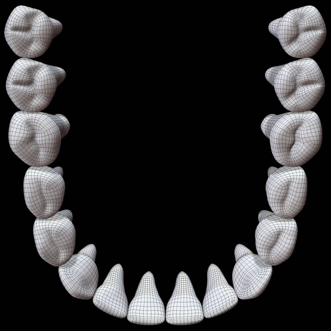 Teeth 3d Model