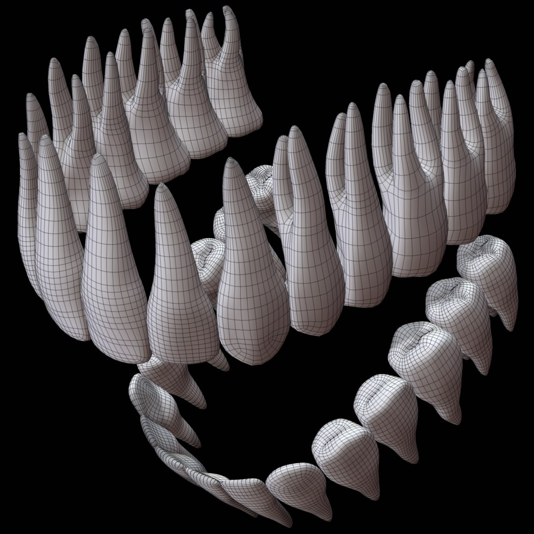 Teeth 3d Model
