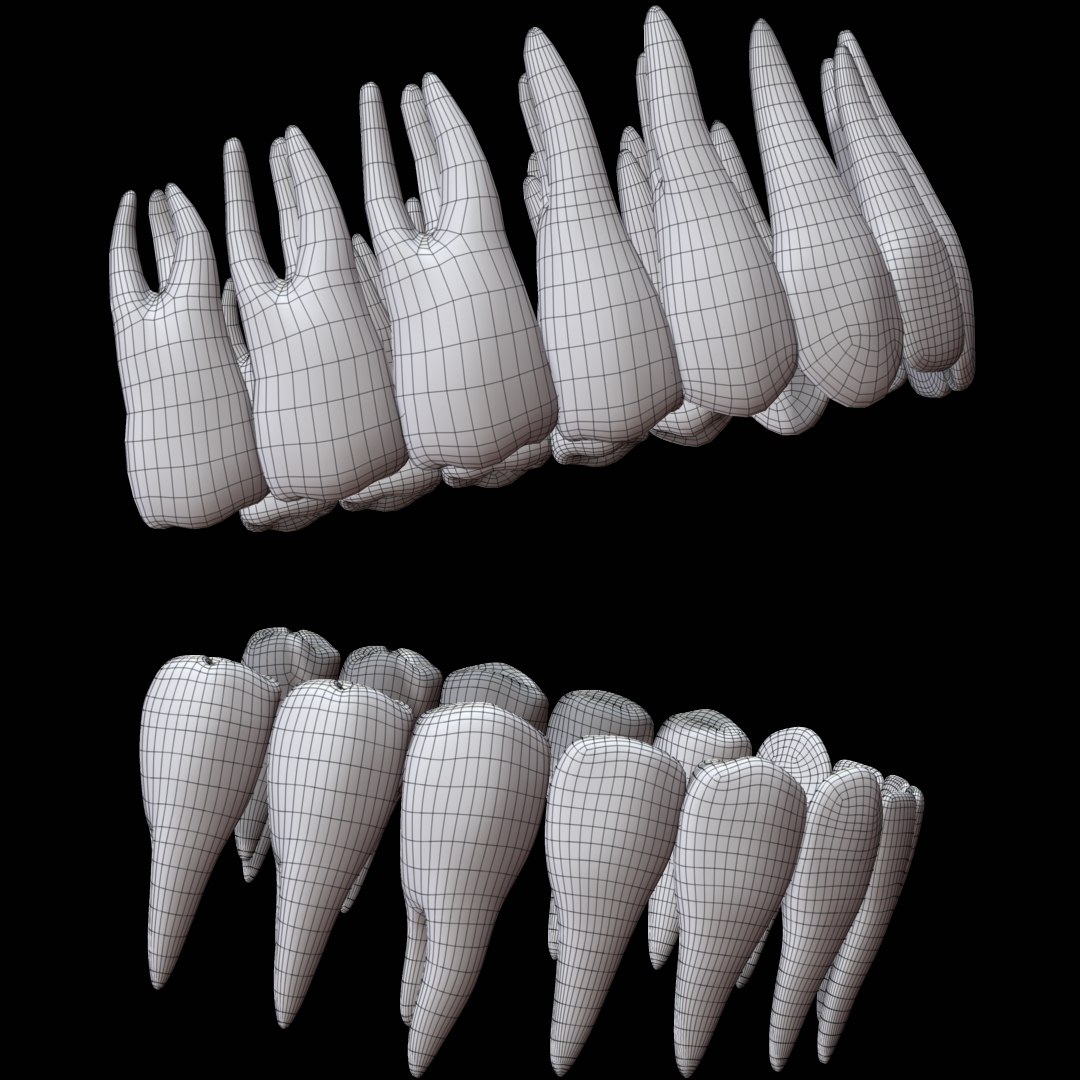 Teeth 3d Model
