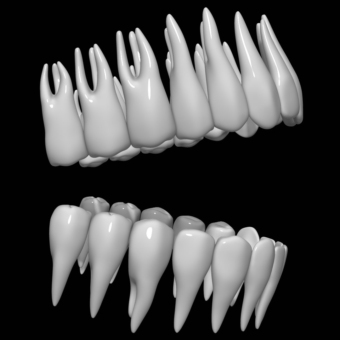 Teeth 3d Model
