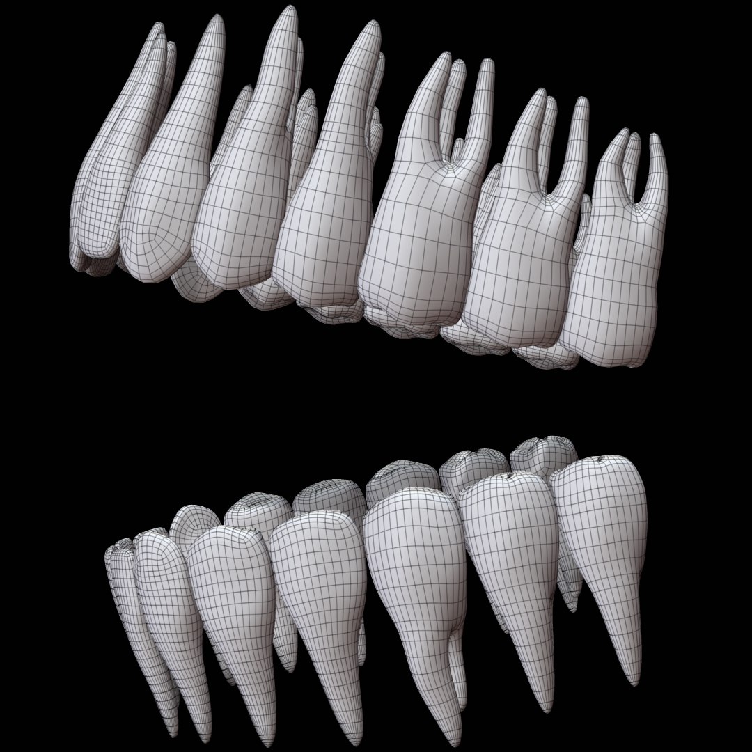 Teeth 3d Model
