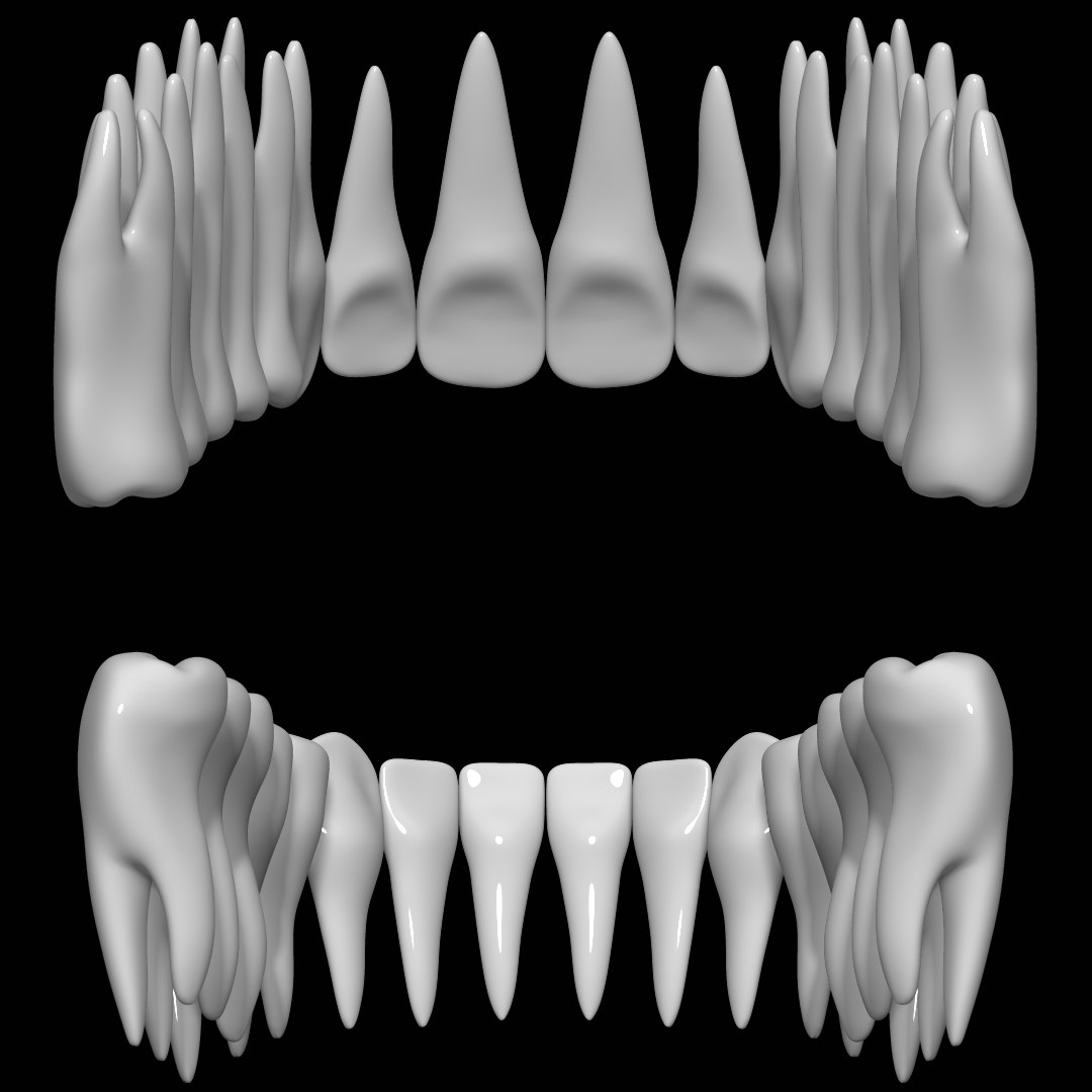 Teeth 3d Model