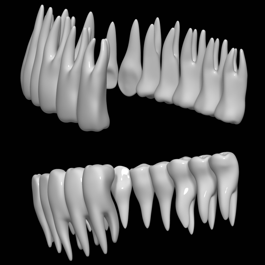 Teeth 3d Model