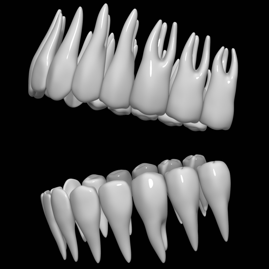 Teeth 3d Model