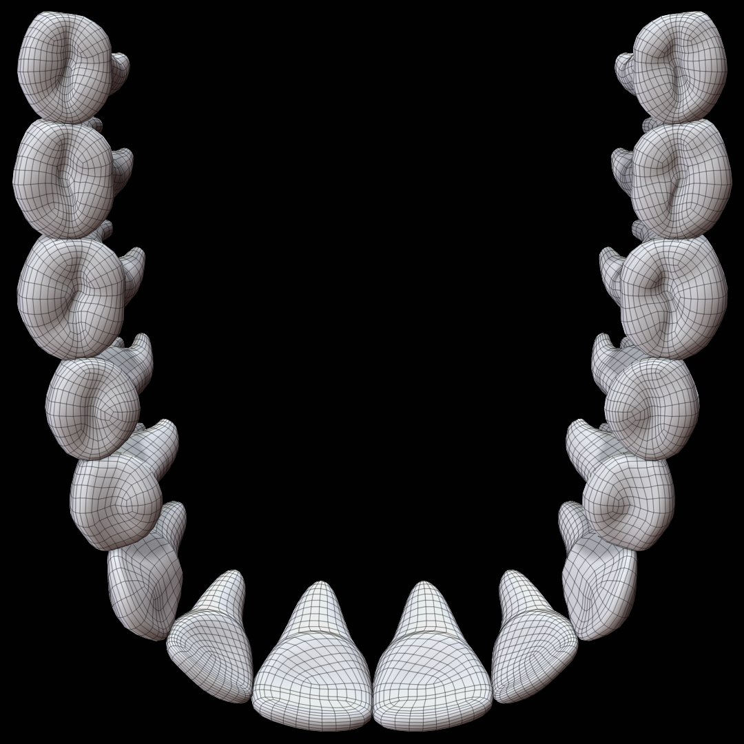 Teeth 3d Model