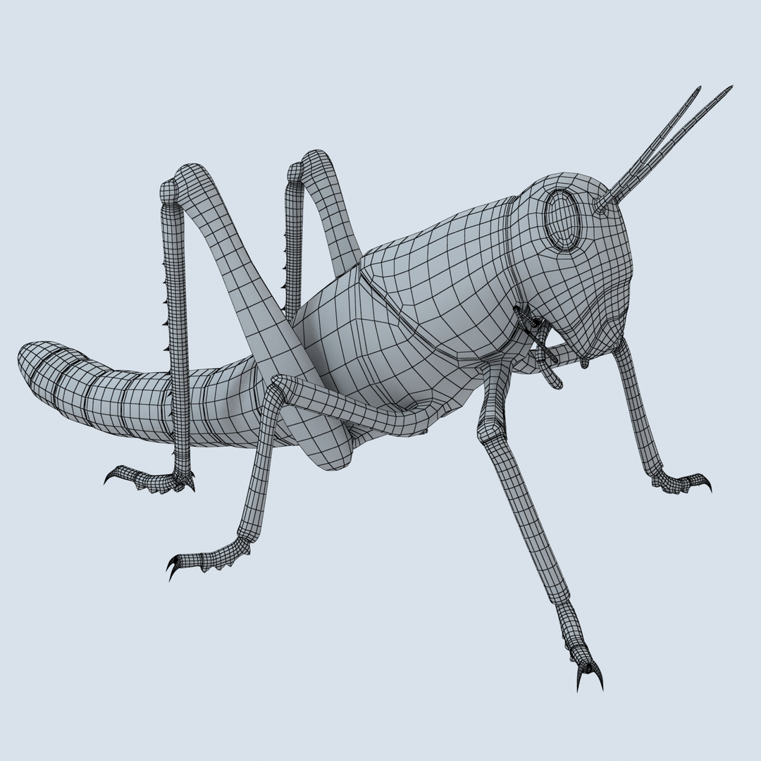 locust 3d model