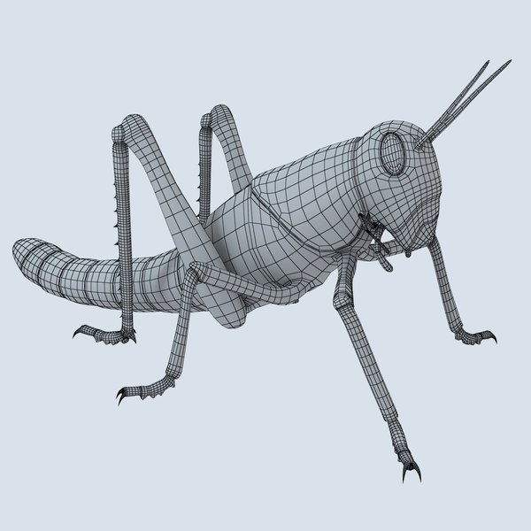 locust 3d model