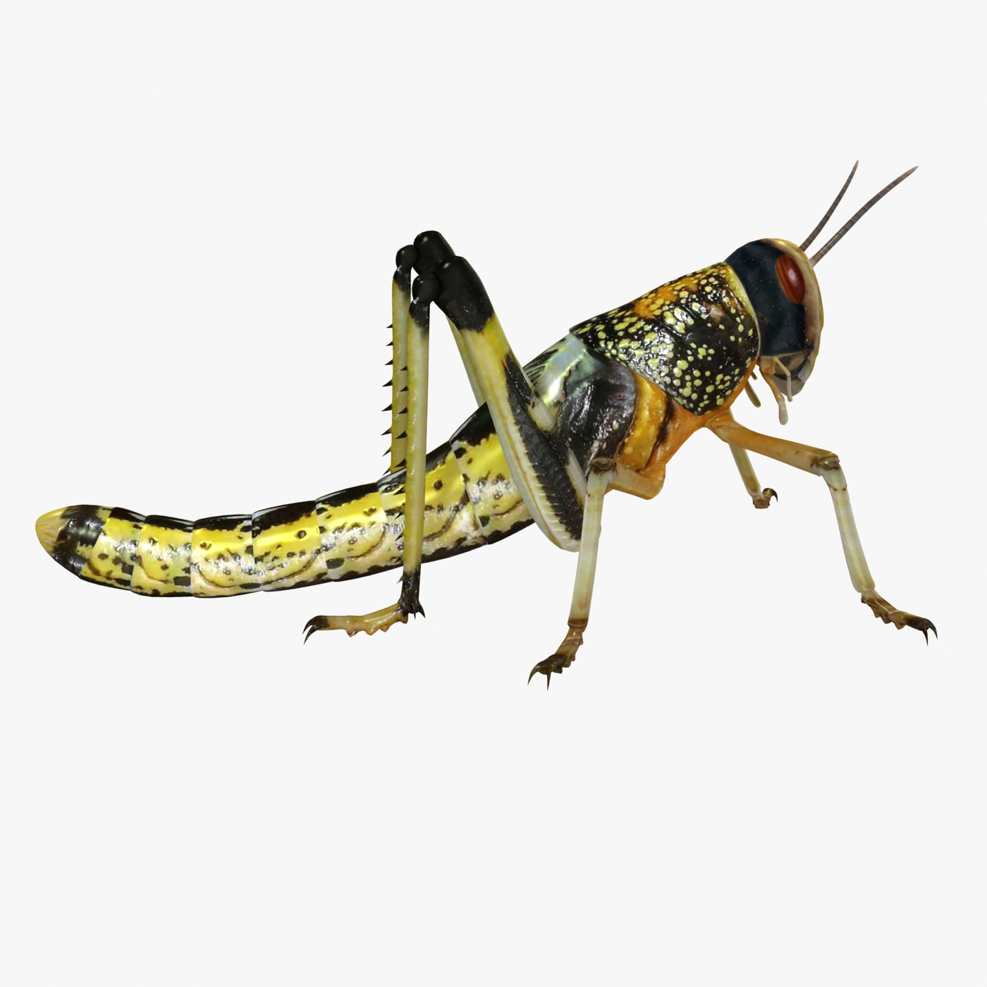 locust 3d model