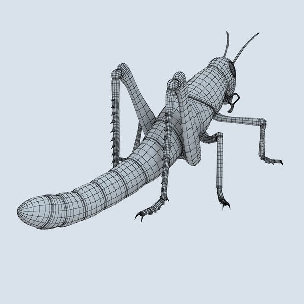 locust 3d model