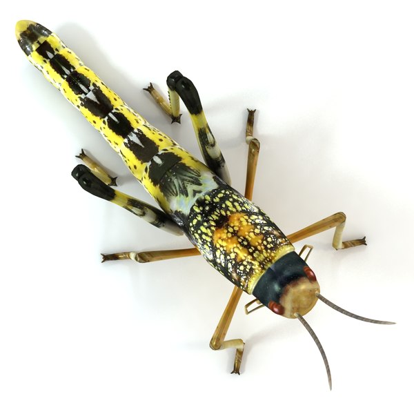 locust 3d model