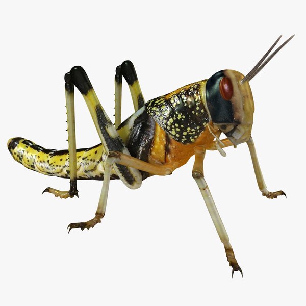 locust 3d model