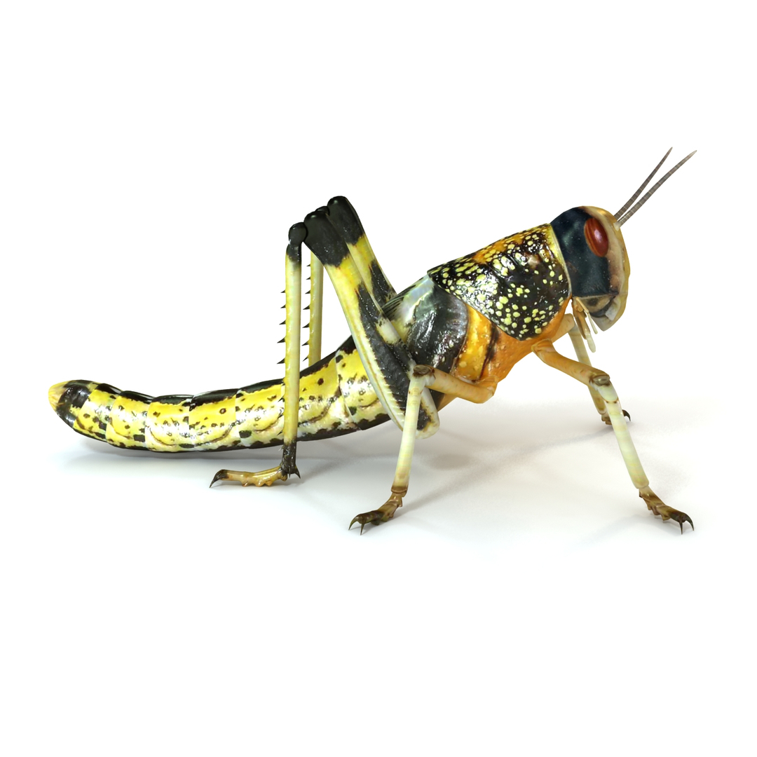 locust 3d model