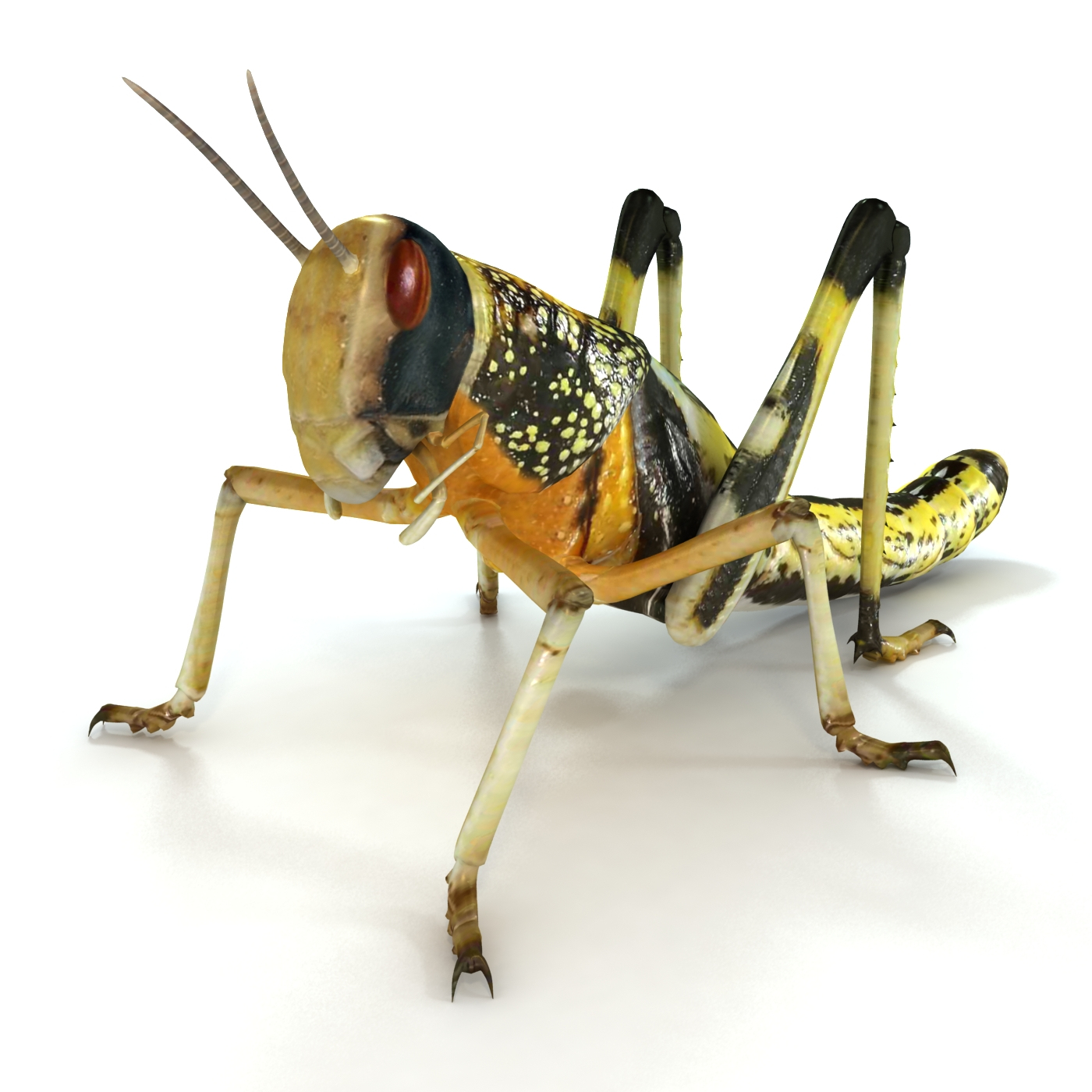 locust 3d model
