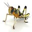 Locust 3d Model