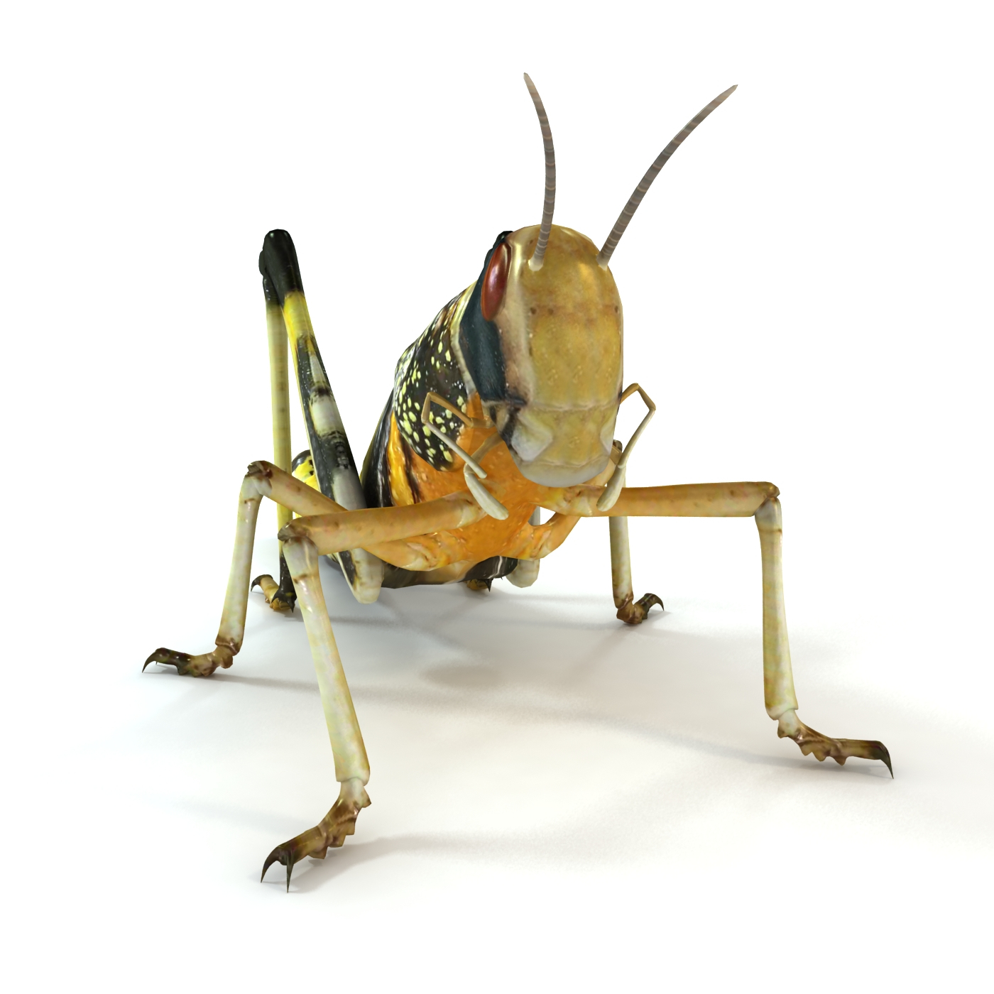 locust 3d model