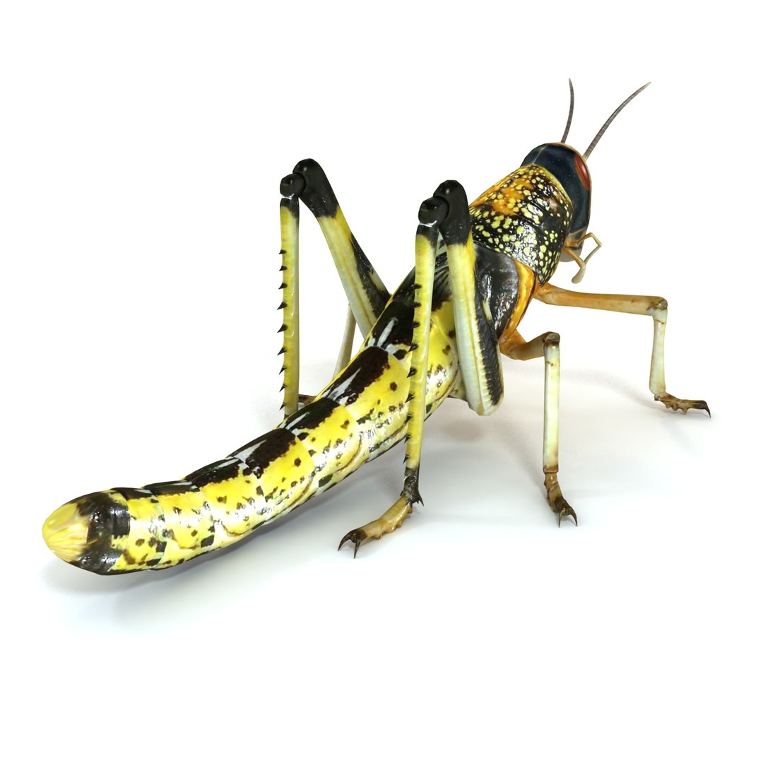 Locust 3d Model