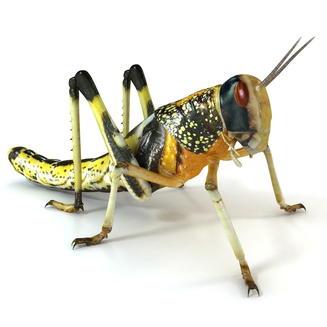 Locust 3d Model
