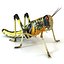 Locust 3d Model