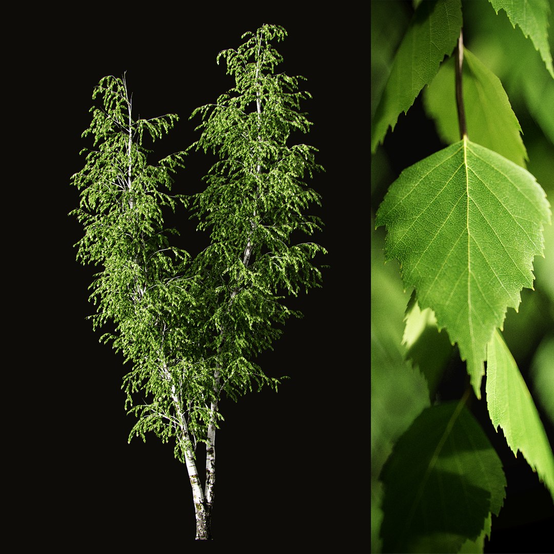 3D Birch v04 12m model - TurboSquid 1792540