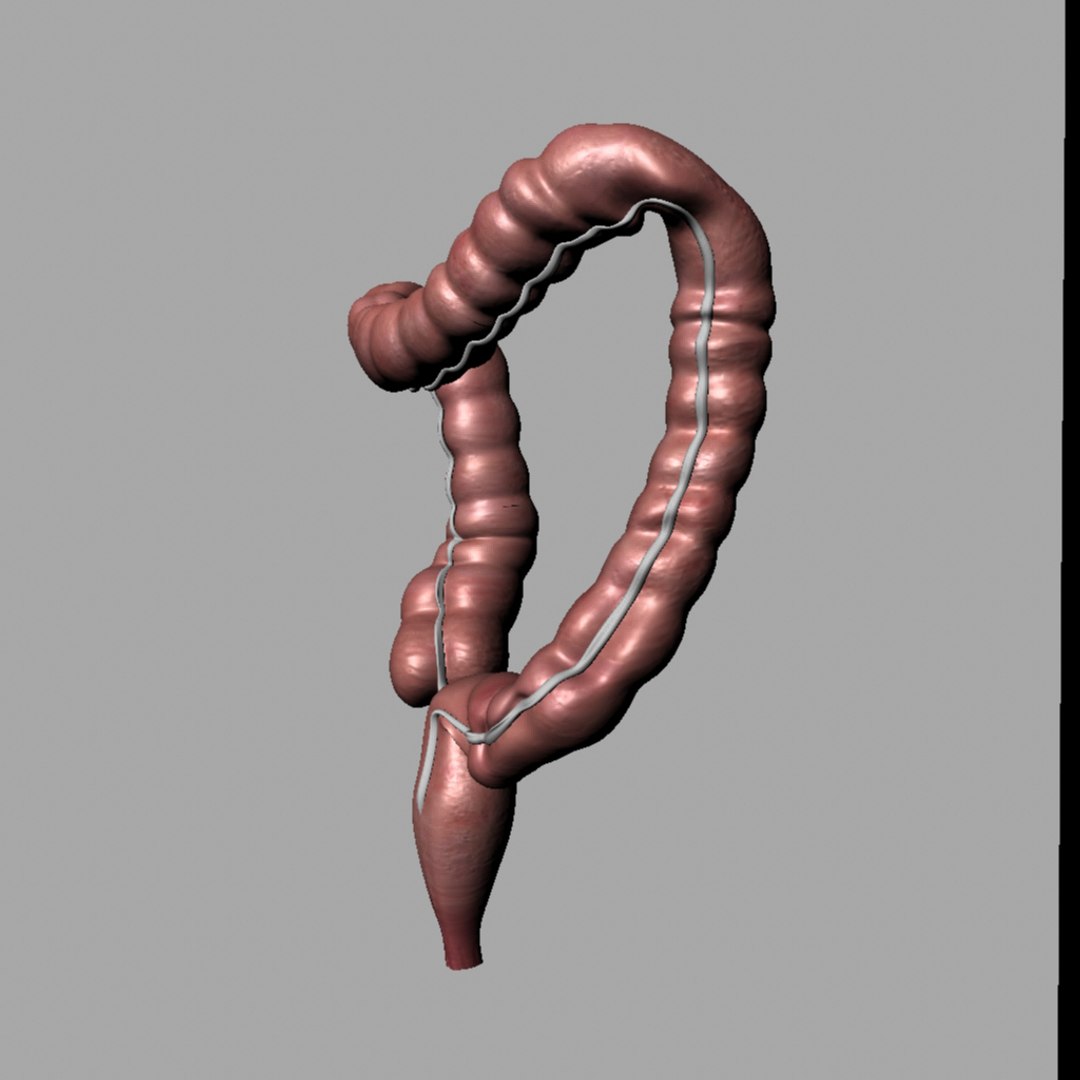 3d Model Bowel