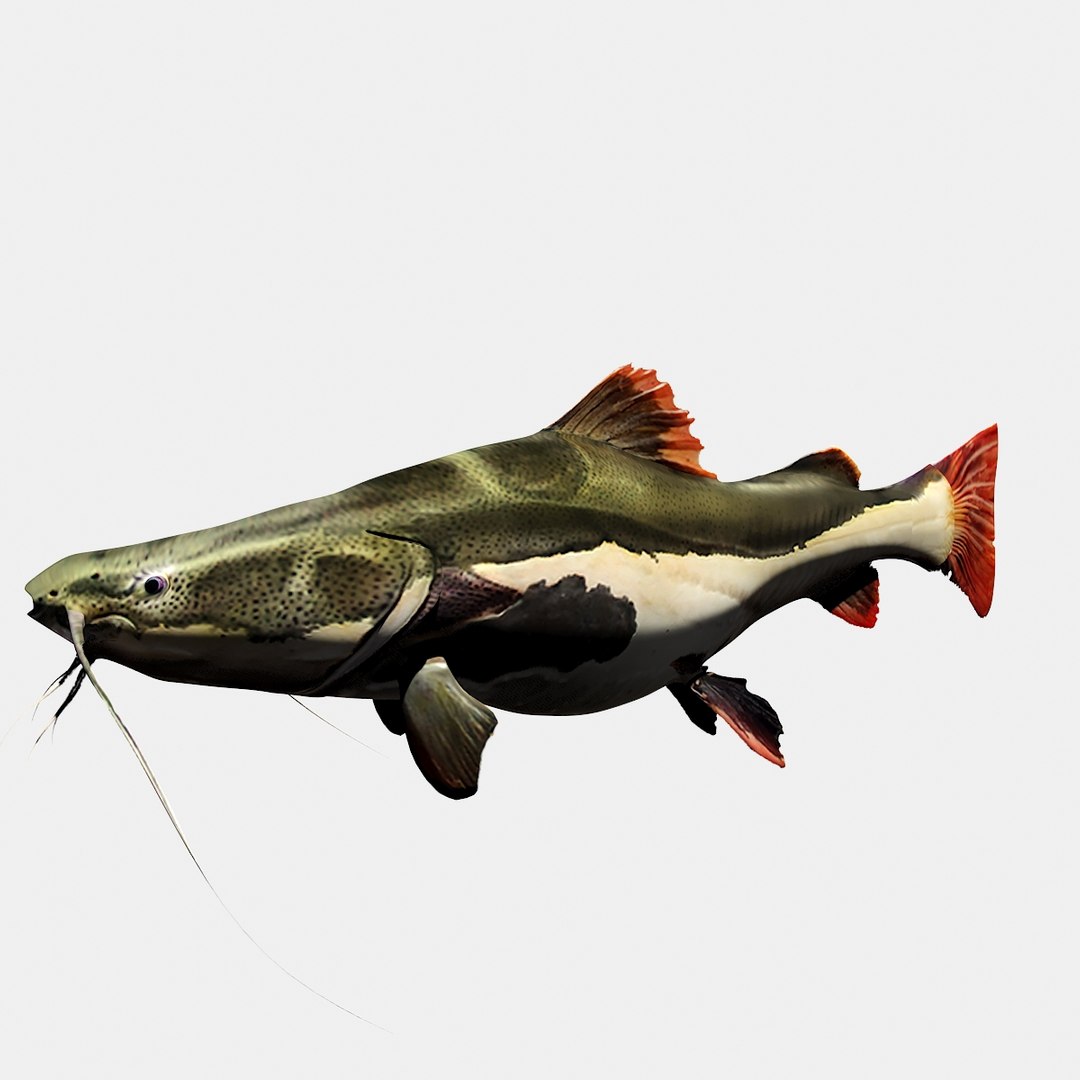 Catfish Red Tail 3d Max
