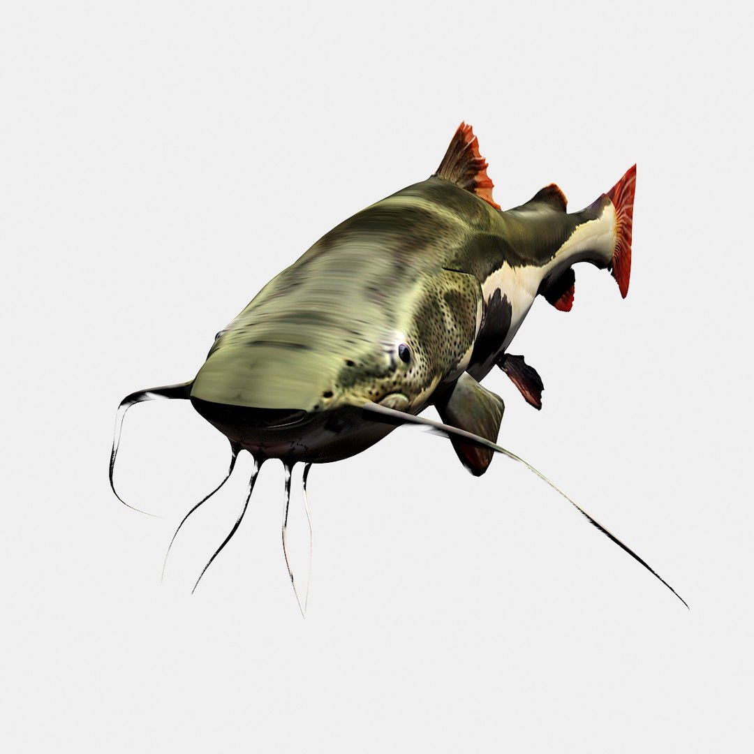 Catfish Red Tail 3d Max