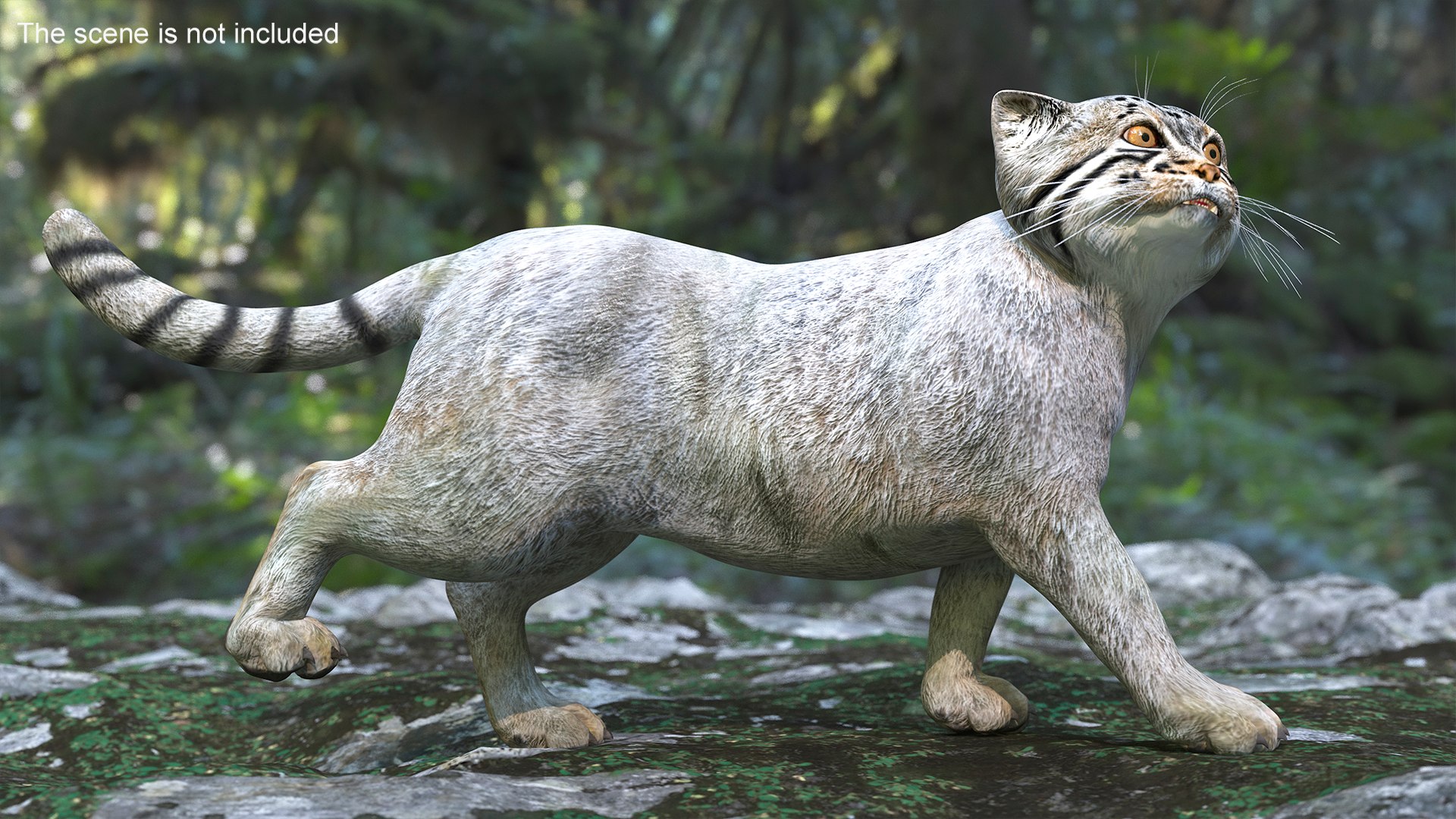 3D Pallas Cat Rigged For Cinema 4D Model - TurboSquid 2221966