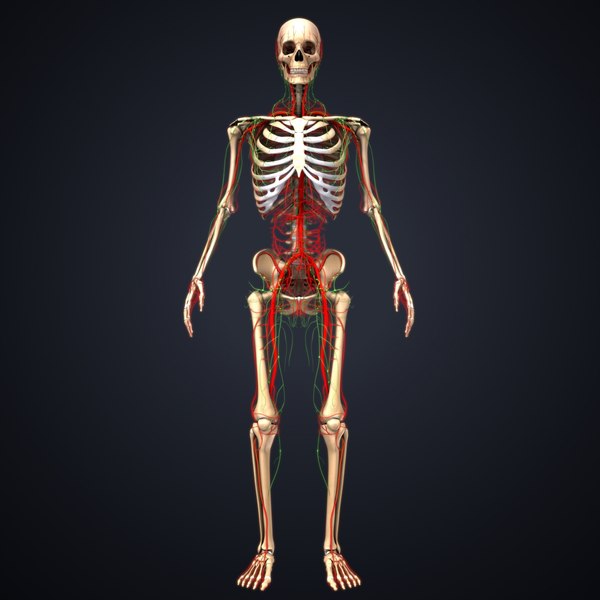 Blood Vessel 3D Models for Download | TurboSquid