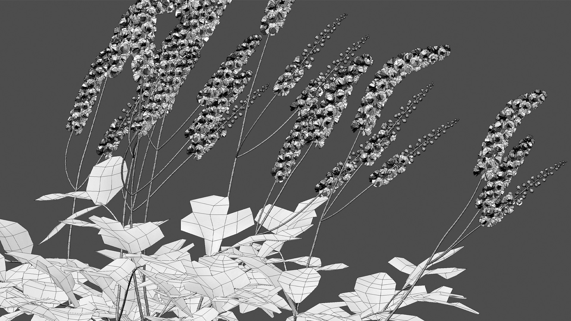 3D Actaea Matsumurae - White Pearl - TurboSquid 1968175