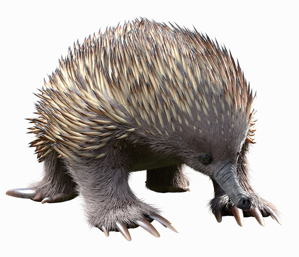 Tachyglossus Aculeatus 3D Model - TurboSquid 1425958