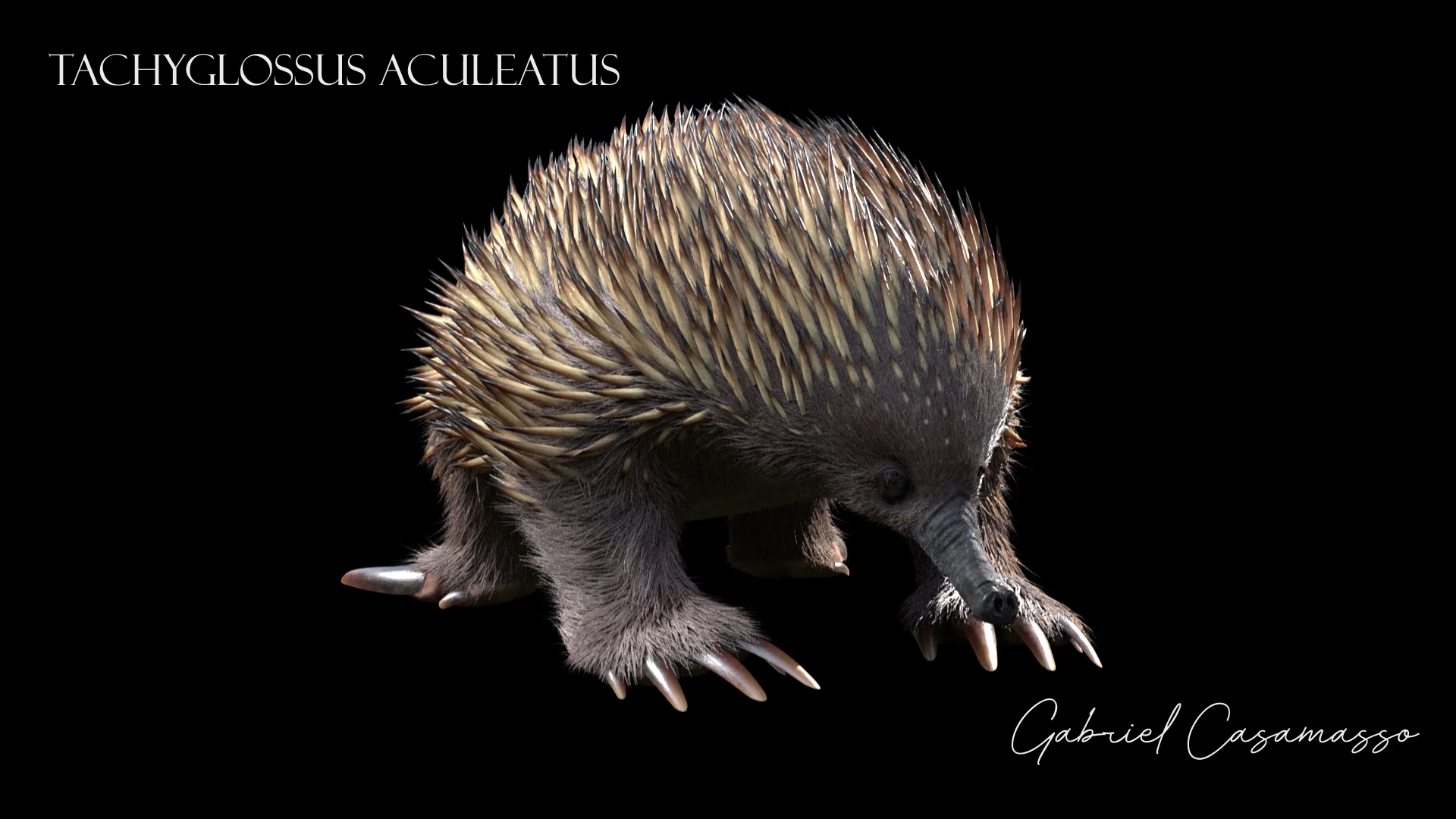 Tachyglossus Aculeatus 3D Model - TurboSquid 1425958
