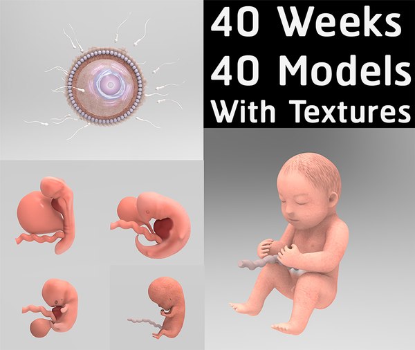 3D модель Fetus Human embryo 3D model 40 weeks Low-poly 3D model ...