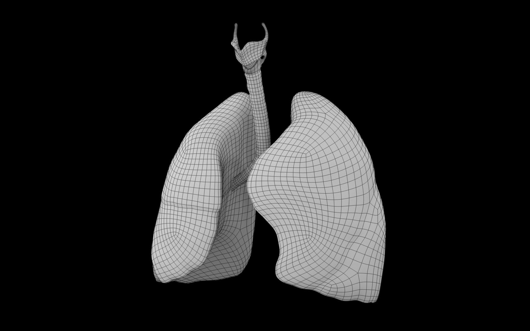 Human Lungs Anatomy 3D Model - TurboSquid 1909610
