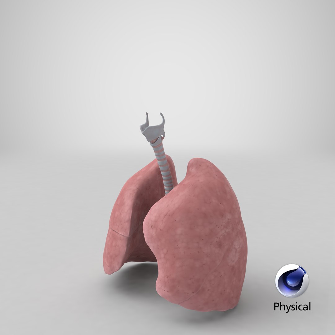 Human Lungs Anatomy 3D model - TurboSquid 1909610