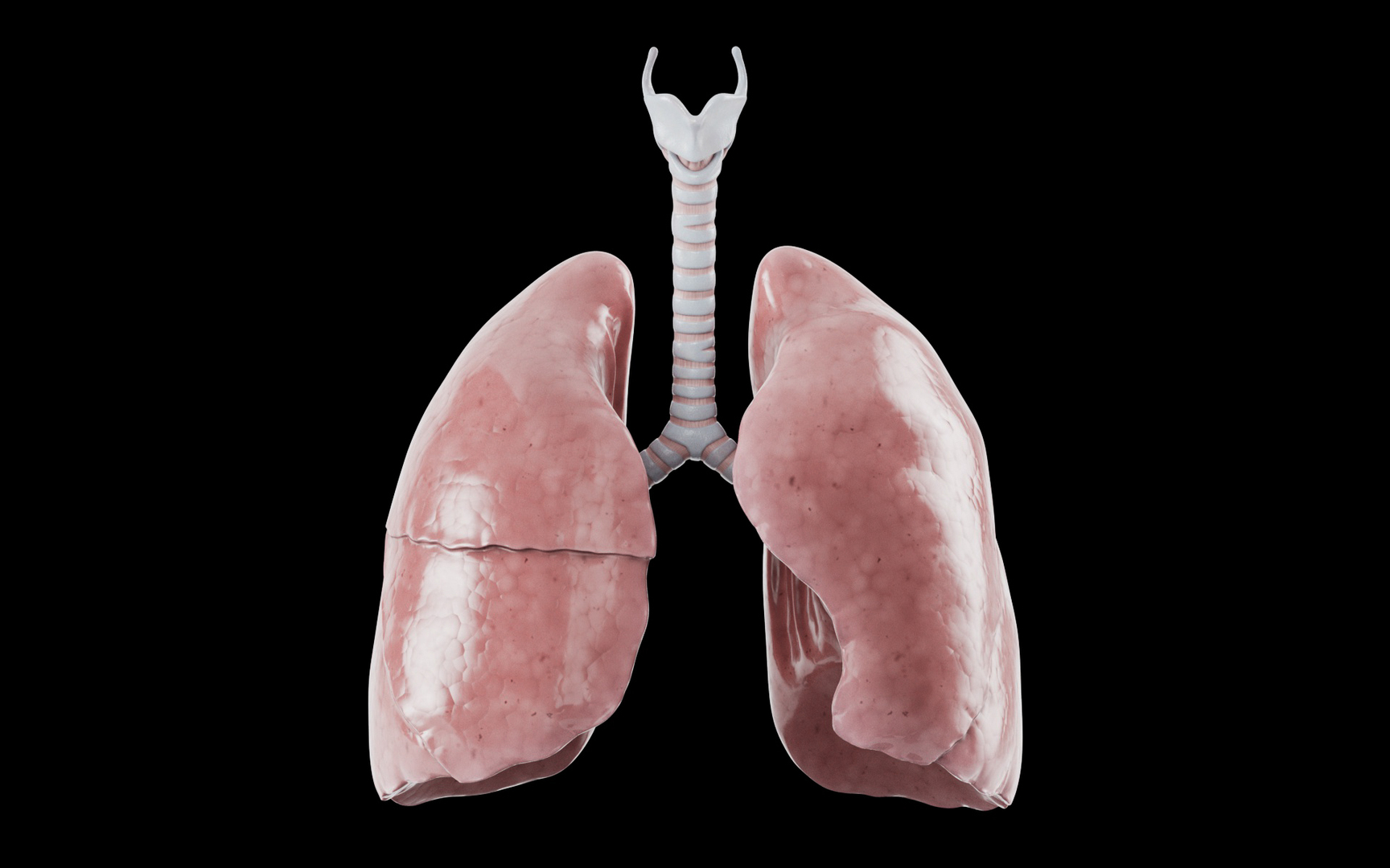 Human Lungs Anatomy 3D Model - TurboSquid 1909610