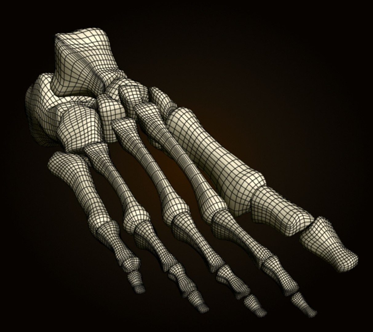 Foot Bones 3d Model